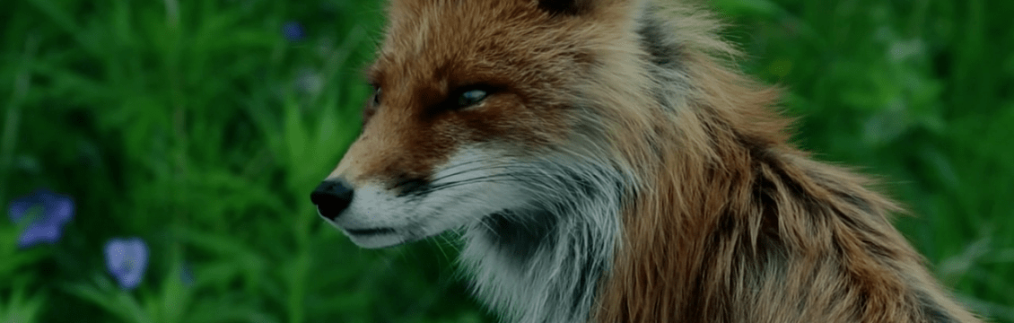 Outlander Episode 208 – The Fox’s Lair – All the Gàidhlig Bits I Could ...